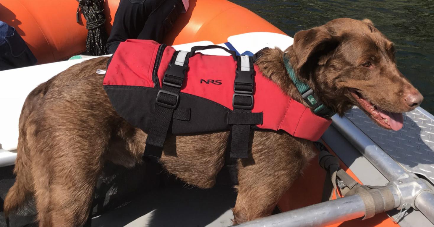 Standard Rafting Gear: Rusty the Bear Dog | Duct Tape Diaries | NRS